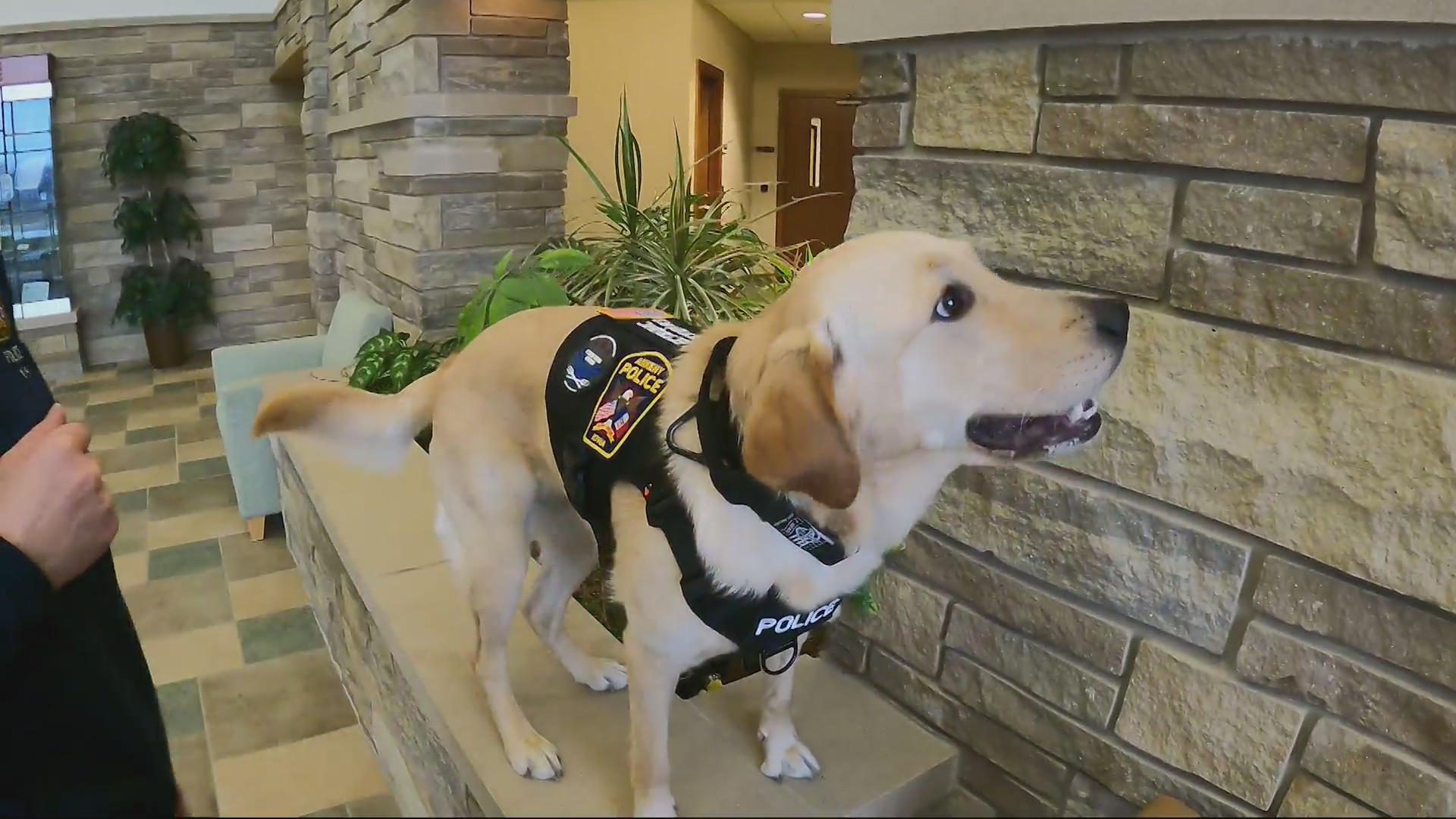 Ankeny PD’s specially trained K9 sniffs out electronic evidence – who13.com