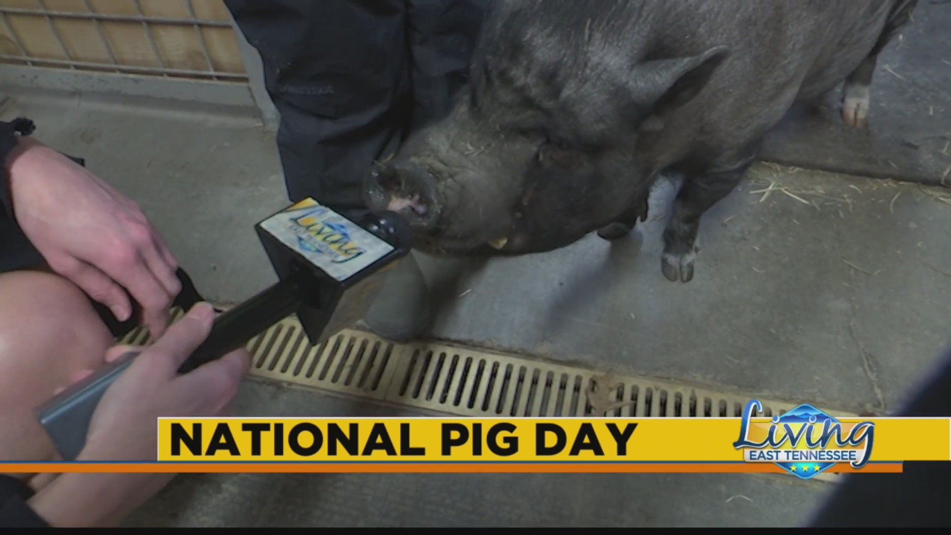 National Pig Day – WATE 6 On Your Side