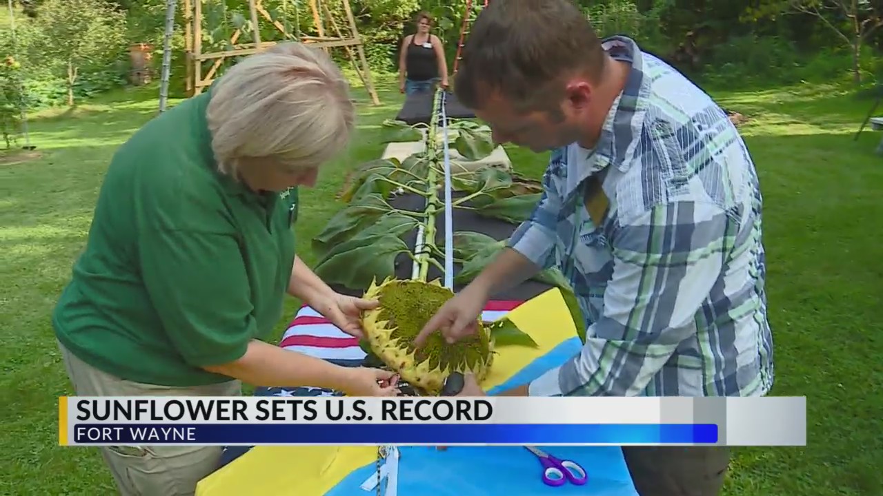 Fort Wayne sunflower officially sets U.S. record – WANE 15