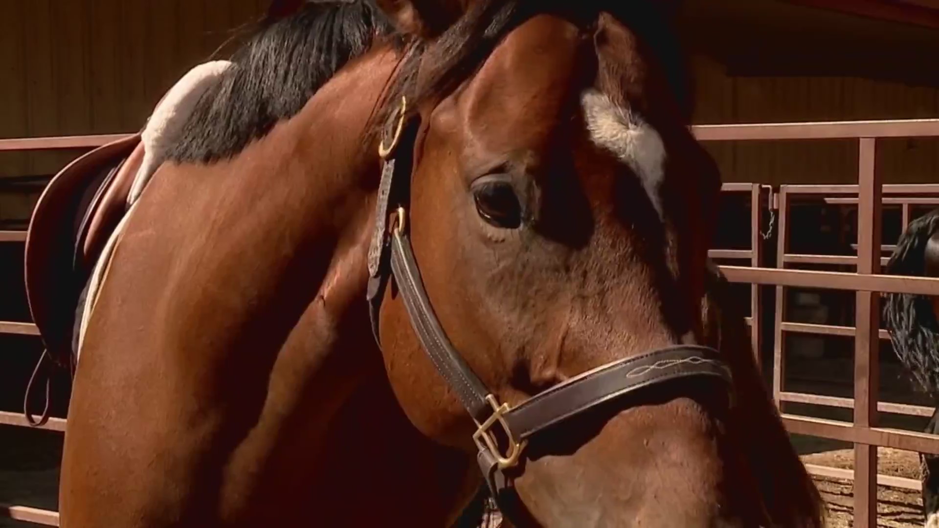 Horse tails cut off at 2 equestrian centers – FOX31 Denver