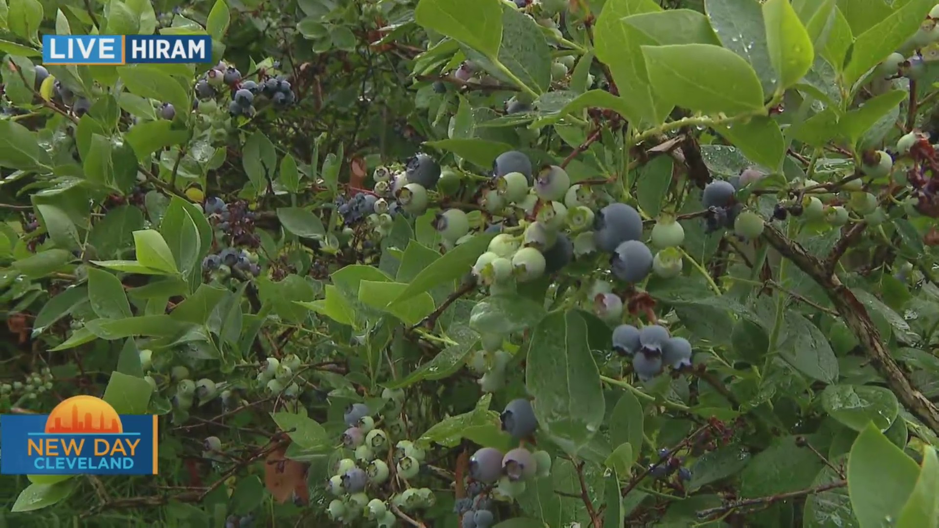 New Day Cleveland: Blue Jay Orchard – Fox 8 Cleveland WJW