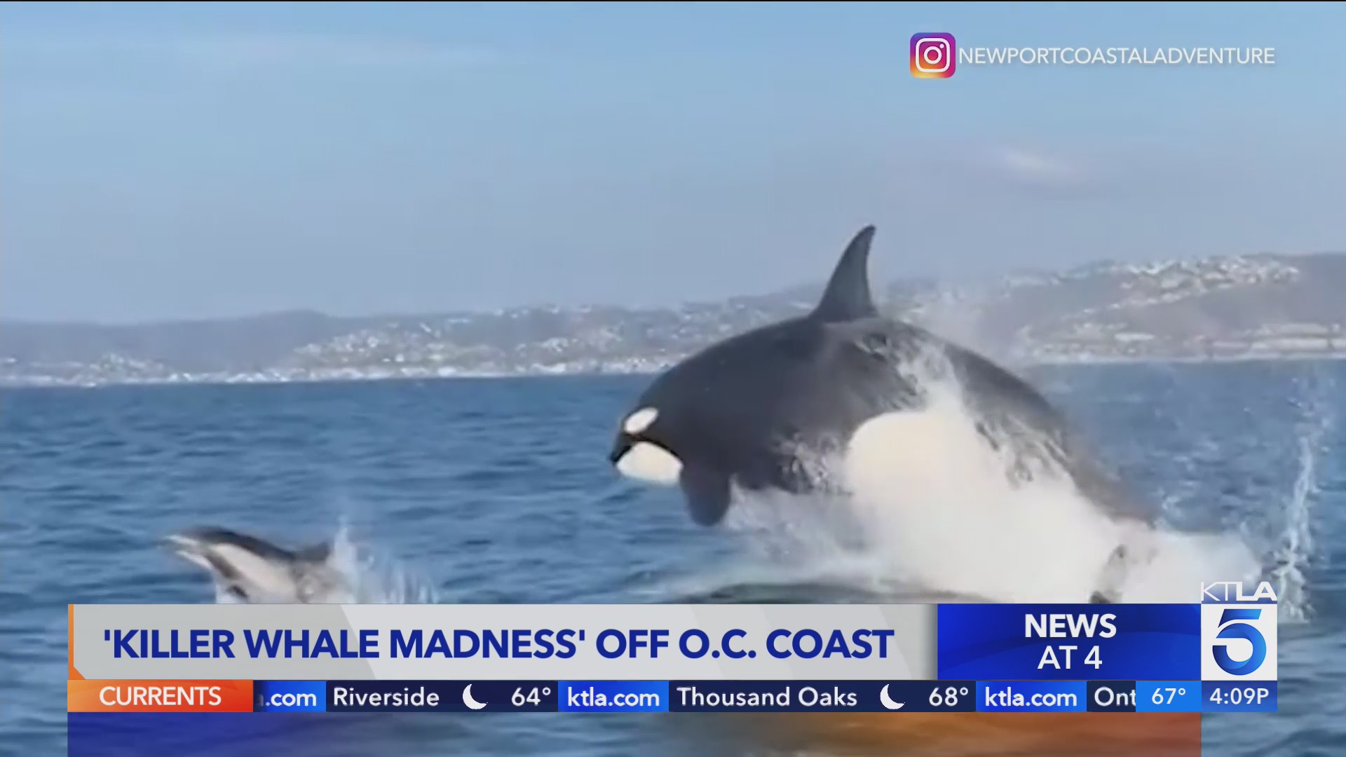 Up close & personal orca encounters happening daily off SoCal coast – KTLA
