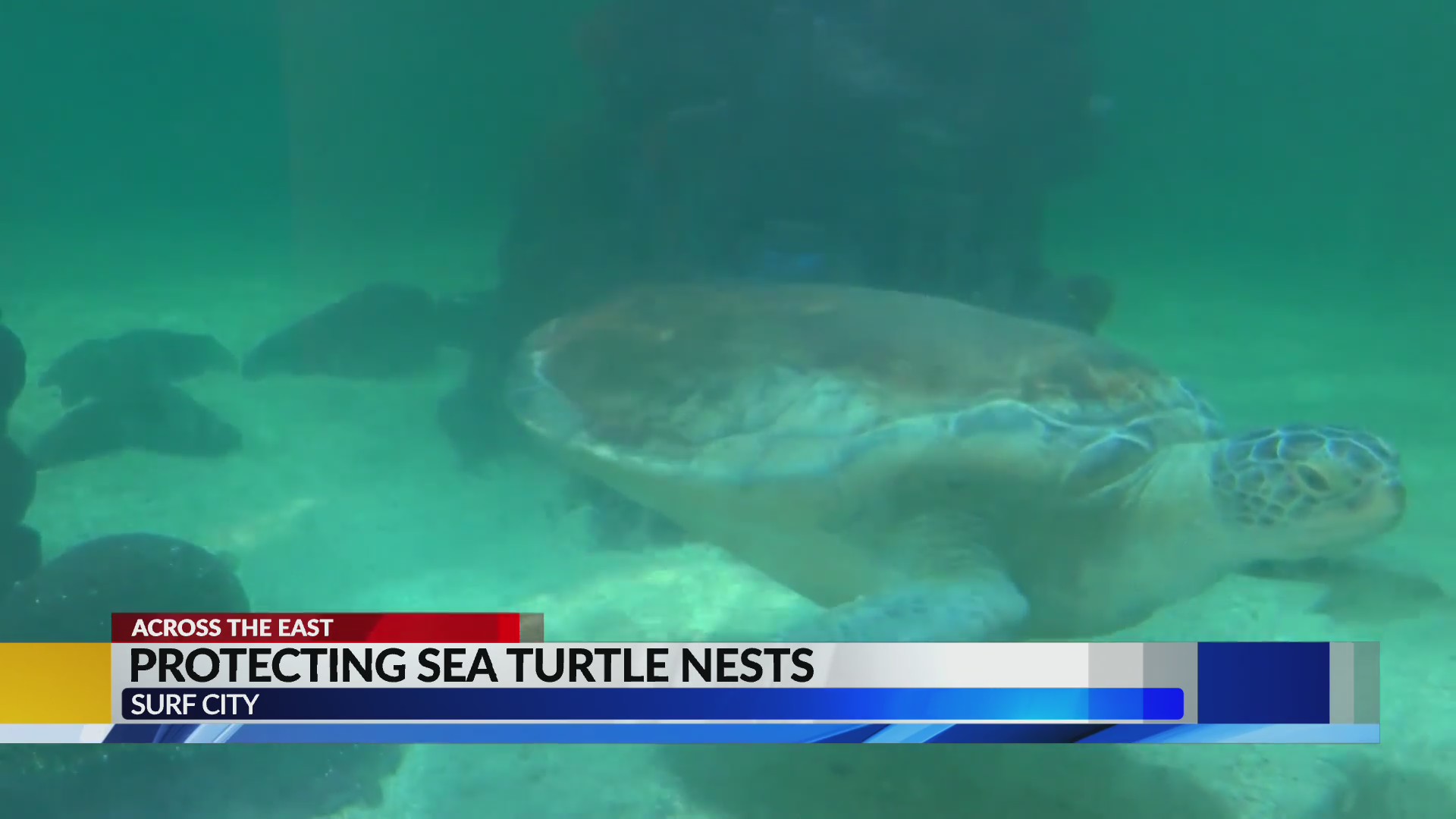 Be careful of the turtles: Topsail Turtle Project warns about sea ...