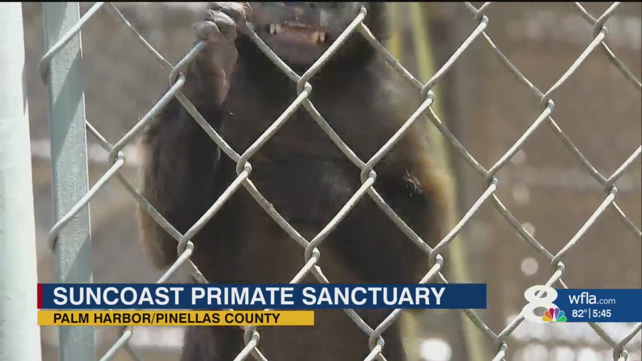 Hidden gem in need of donations: Suncoast Primate Sanctuary Foundation ...