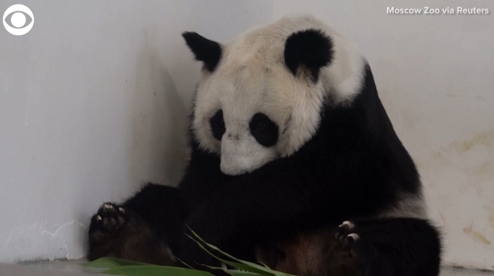 First ever giant Panda Cub in the history of Russia born at Moscow Zoo ...