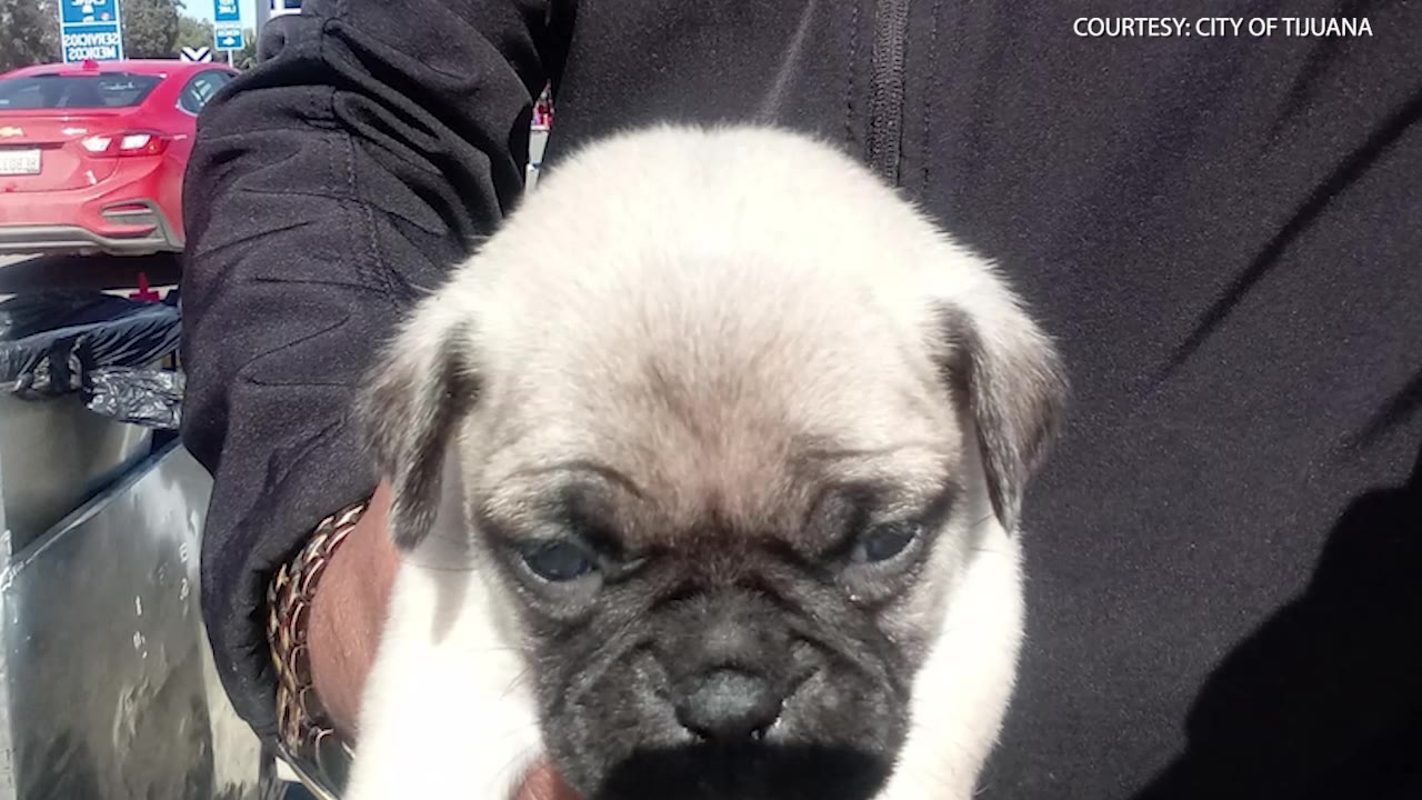 Border Puppies – BorderReport