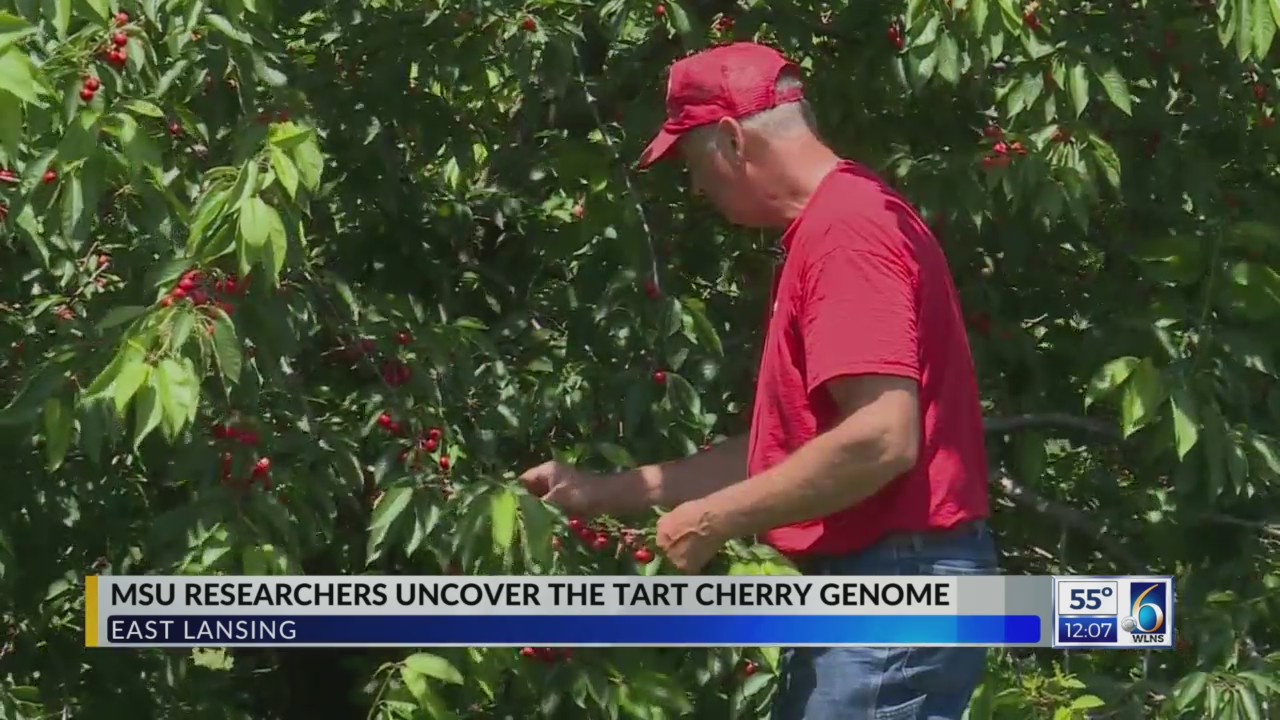 MSU Researchers Uncover The Cherry Genome – WLNS 6 News