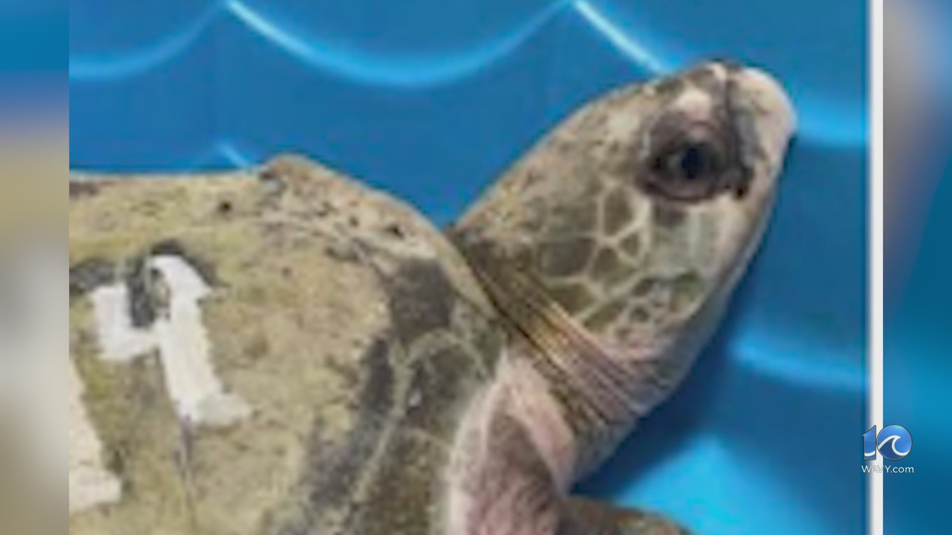 Cold-stunned turtles turning up in NC and VA – WAVY.com