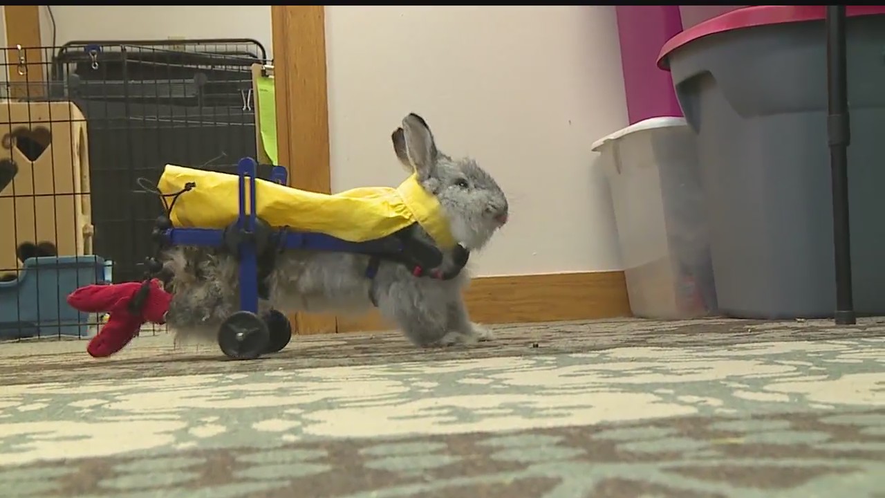 Local bunny with disability to be featured in calendar – WKBN.com