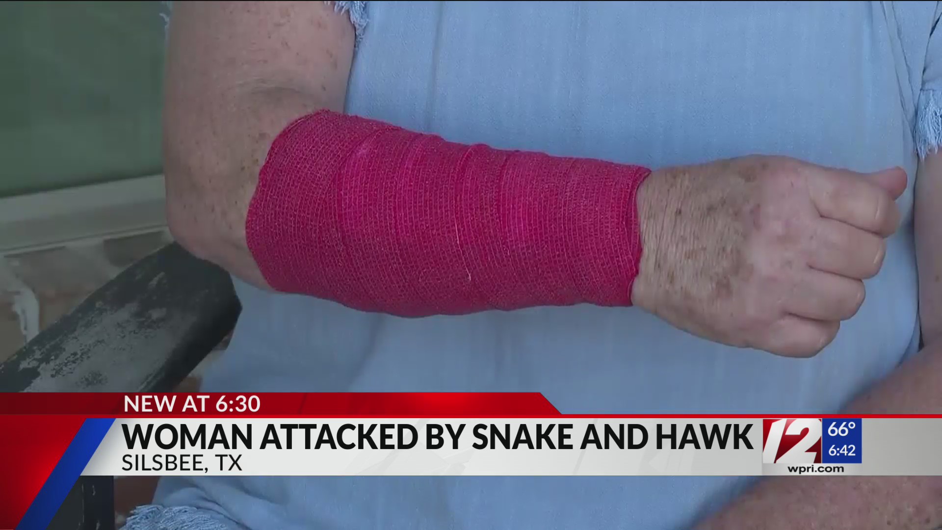 Texas woman attacked by snake that fell from the sky, then a hawk ...