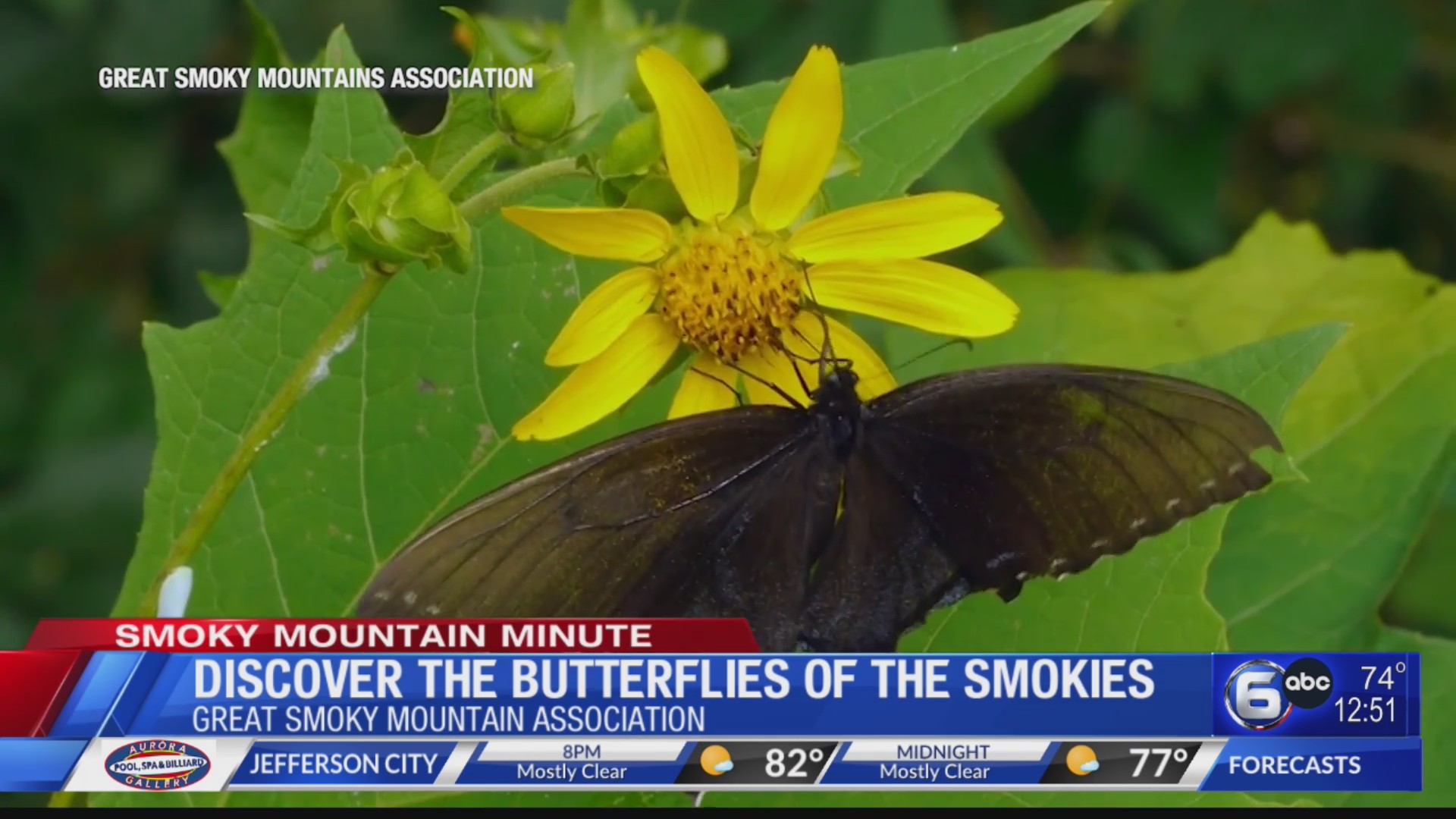 Learn about the 100+ butterfly species inside the Smokies – WATE 6 On ...