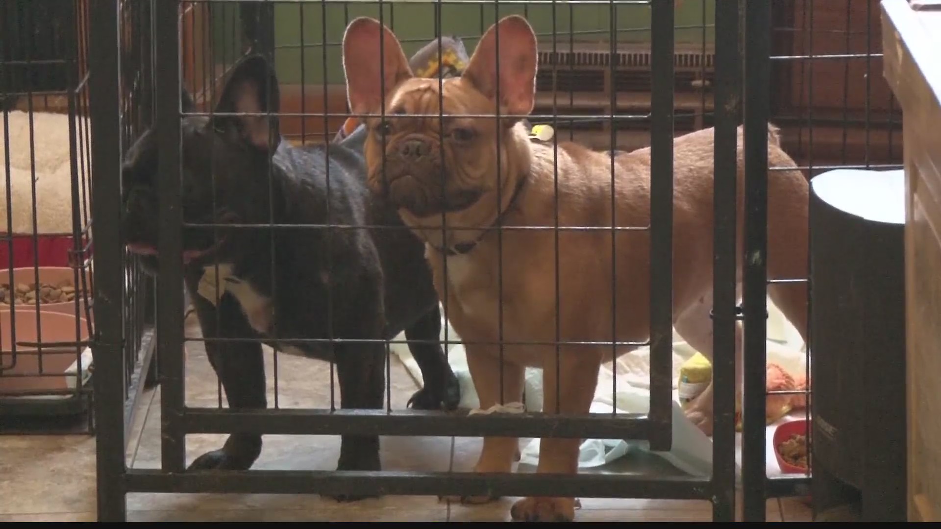 One of the worst cases the humane officer has ever seen: more than 30 ...