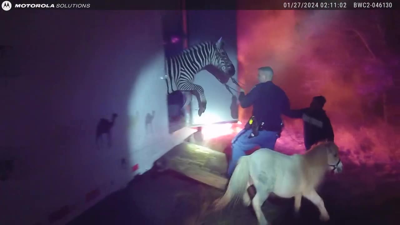 Bodycam Footage Captures Epic Animal Rescue – WGN-TV