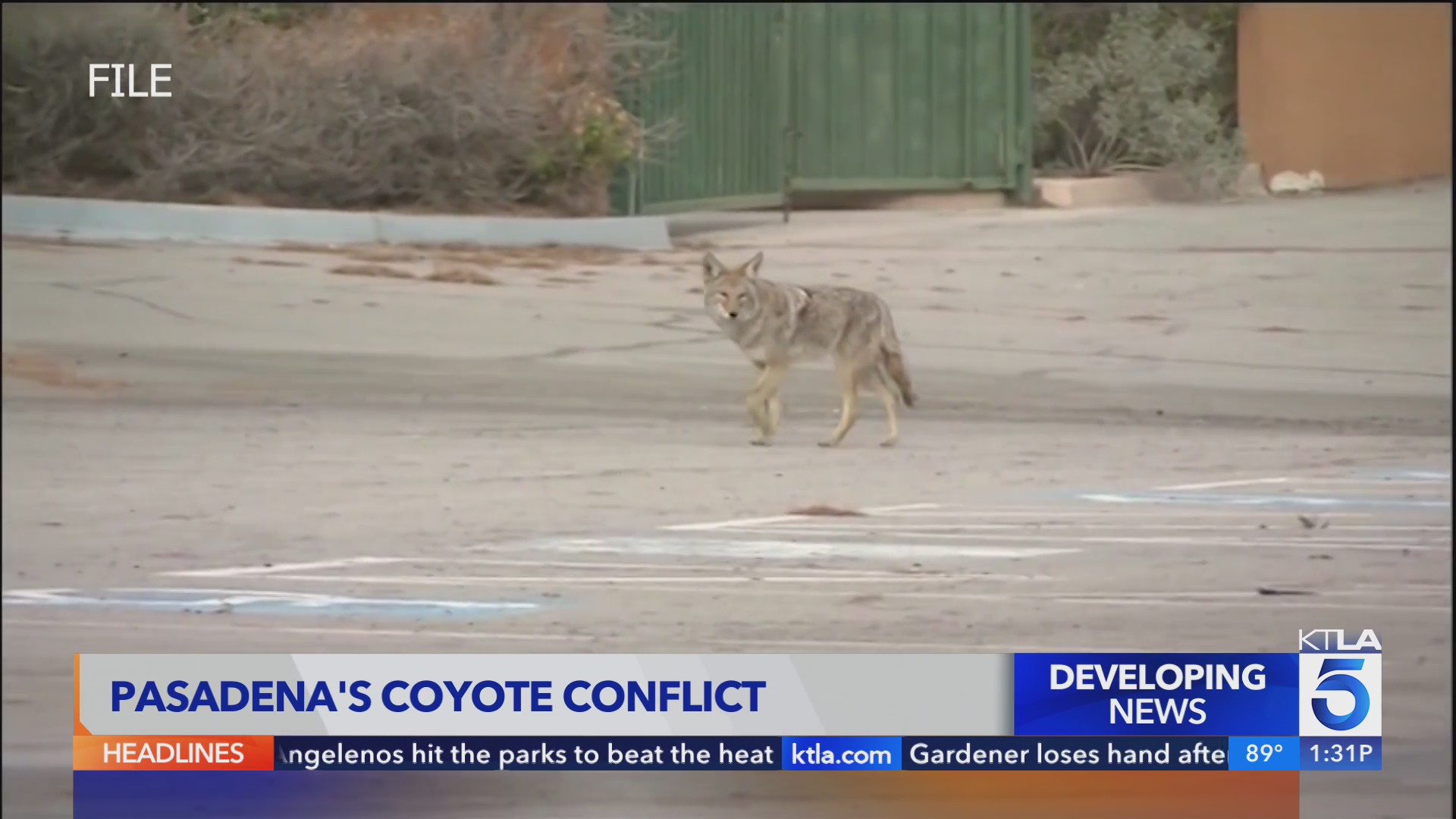 Coyote population control debate underway in Pasadena – KTLA