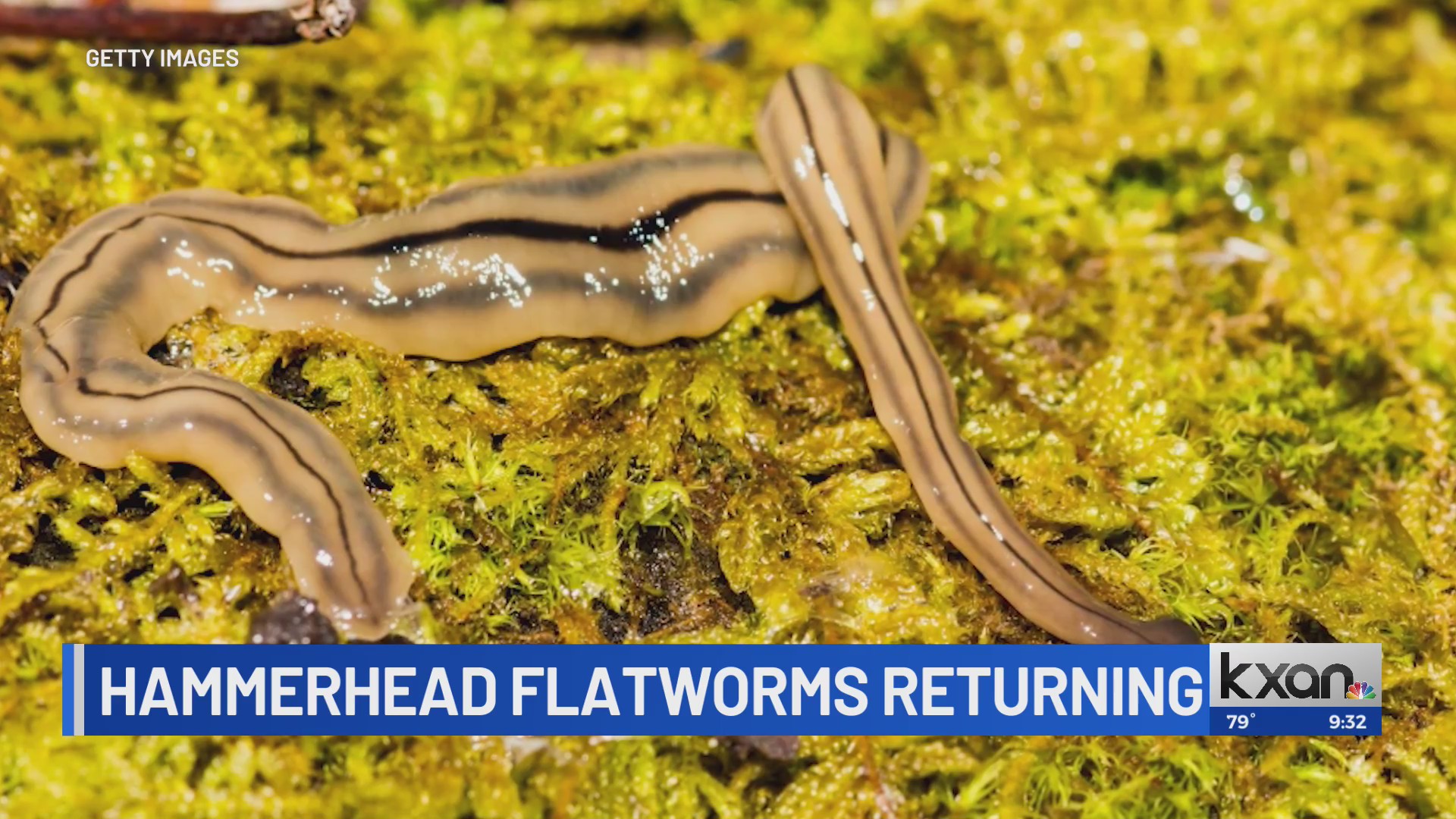 Invasive hammerhead flatworms spotted in Texas – KXAN Austin