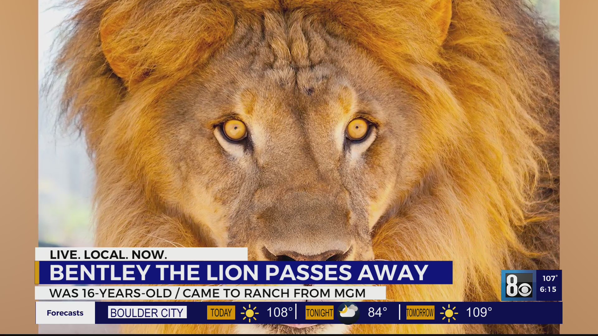 Bentley the lion dies at Henderson Lion Ranch Habitat – KLAS