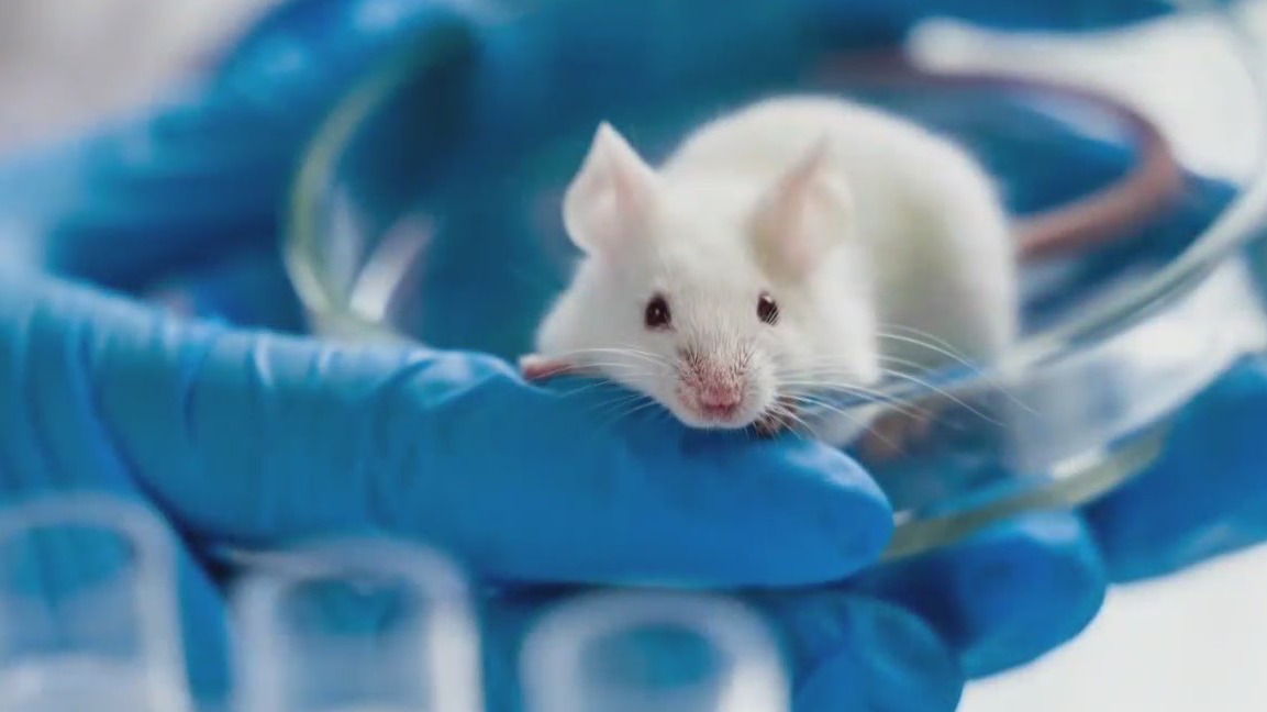 Chinese scientists experimenting with fatal mutant COVID strain is ...