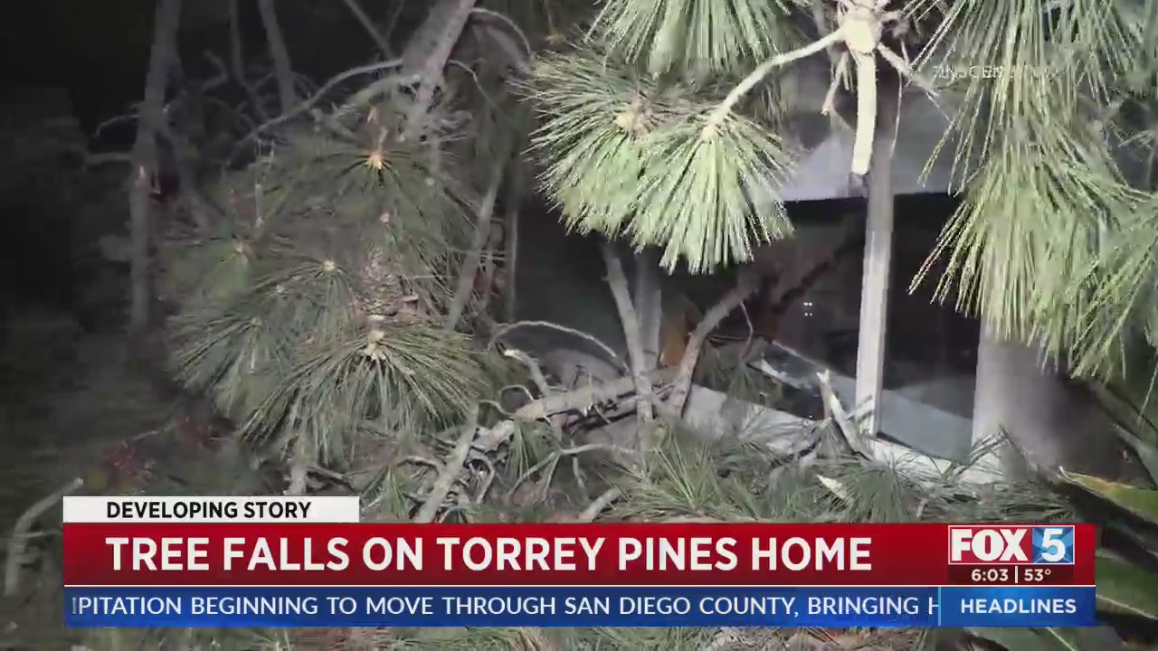 Tree Falls on Home in Torrey Pines – FOX 5 San Diego