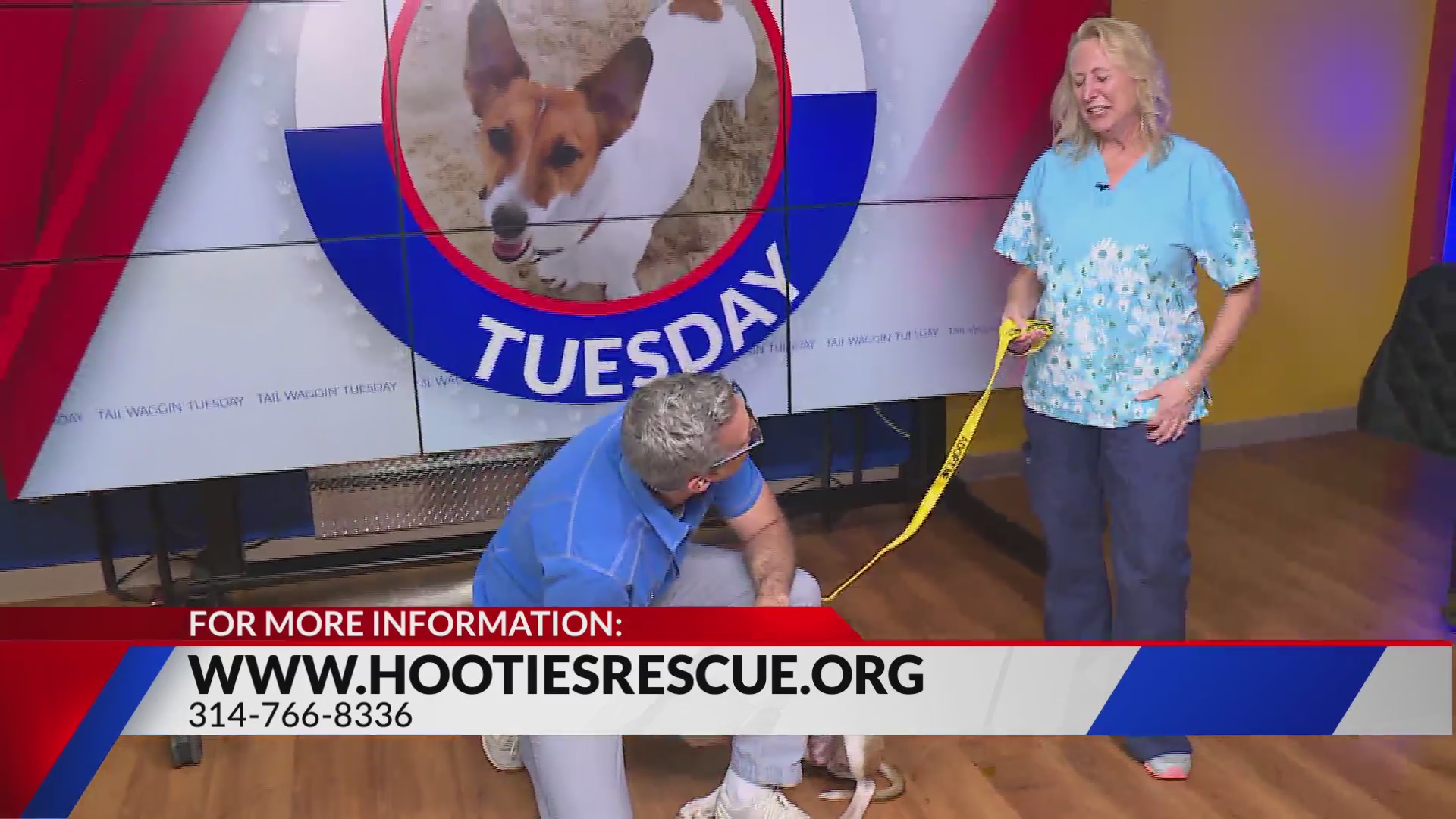 Shelter friends from CARE STL and Hooters Rescue search for forever ...