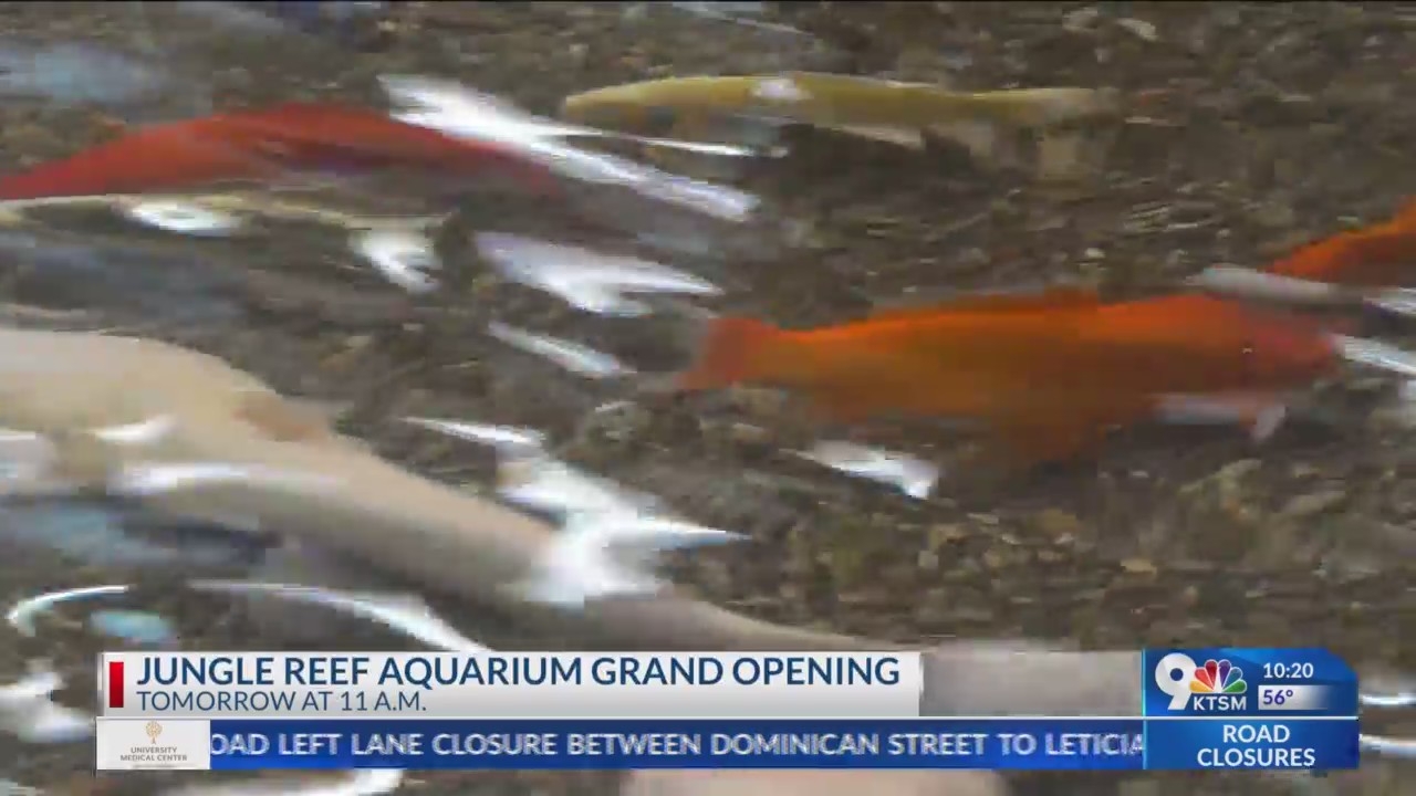 Jungle Reef to open Friday – KTSM 9 News