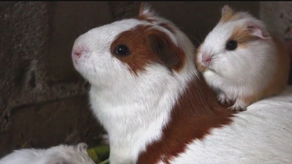 Mayor Adams to sign bill banning sale of guinea pigs – PIX11