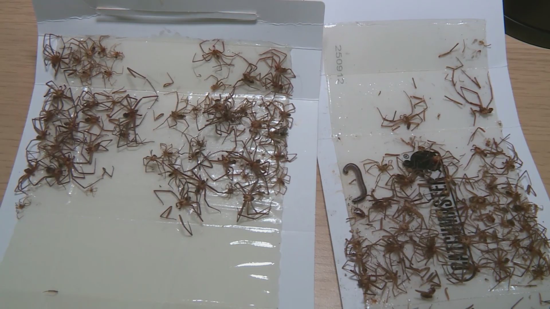 Rottler Pest Solutions warns homeowners of seasonal pest invasions – FOX 2