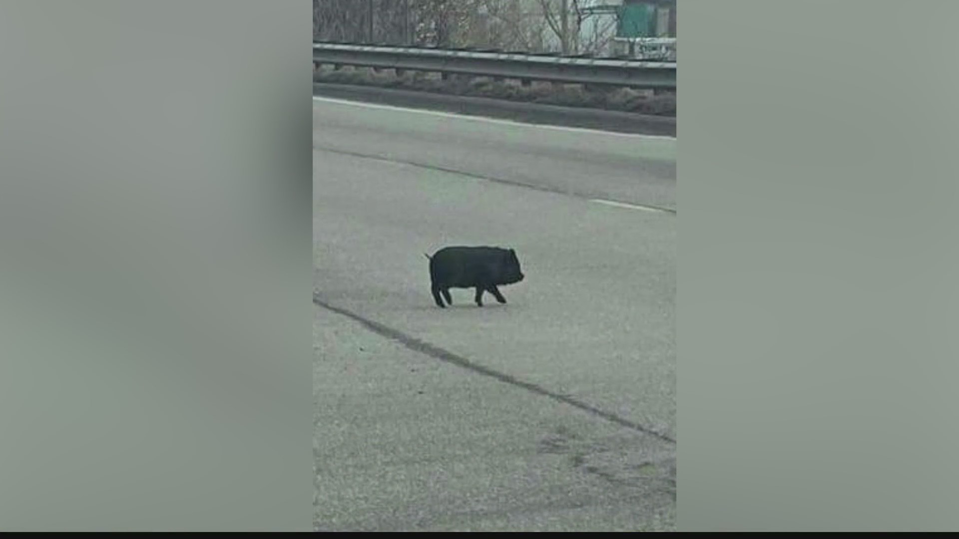 Martins Ferry’s notorious Miss Piggy has been captured – WTRF