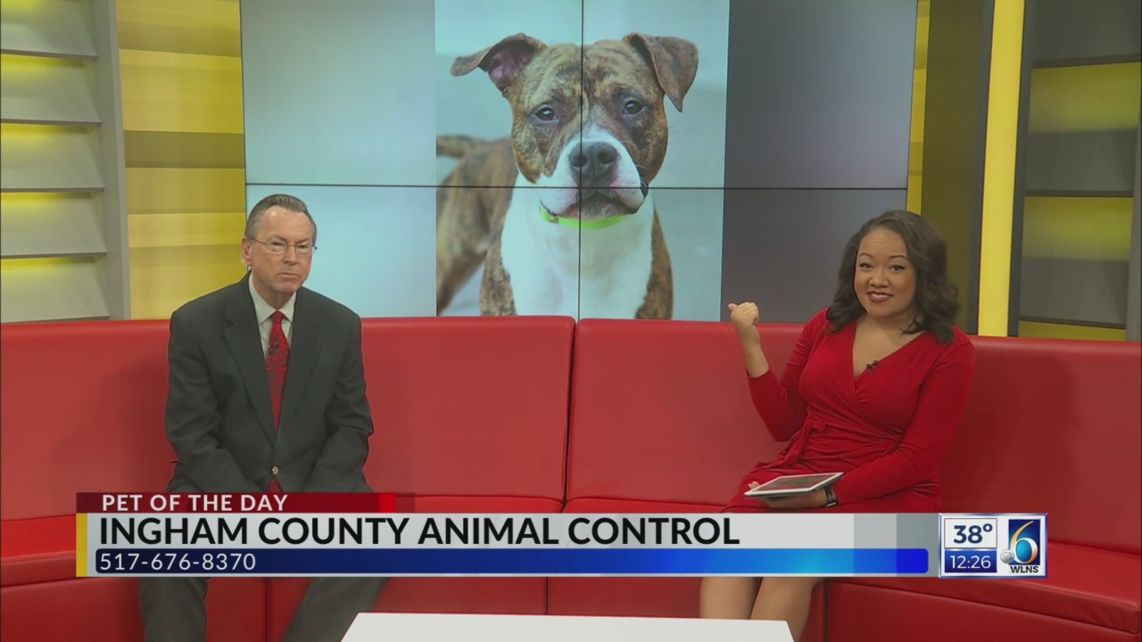 Bob, the Shy Pitbull Needs a Home – WLNS 6 News