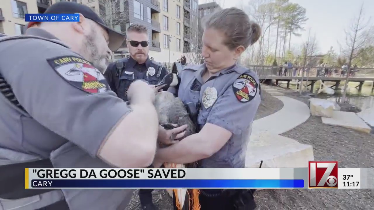 ‘Gregg da Goose’ rescued in Cary – CBS17.com