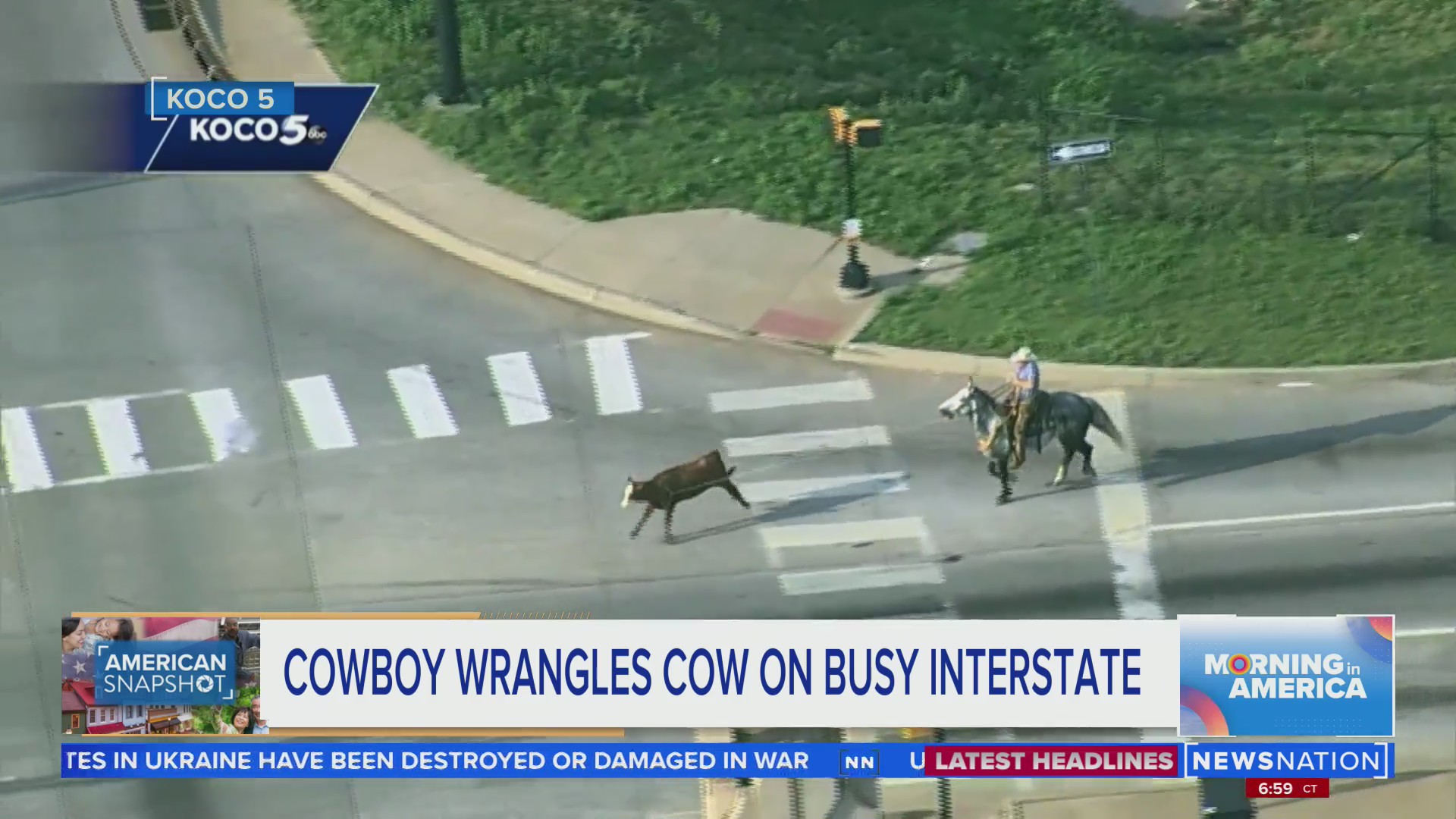 Cowboy wrangles cow on busy interstate | Morning in America – NewsNation