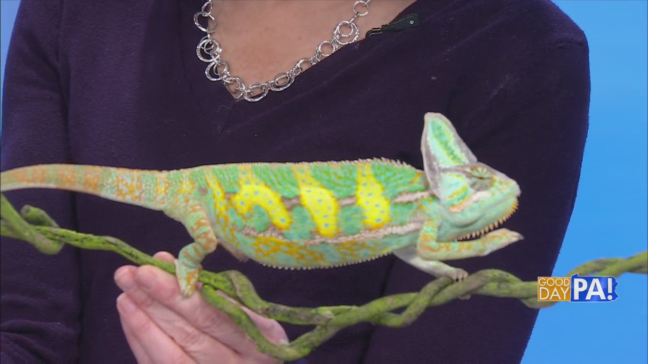 Lizards with Forgotten Animal Rescue – ABC27