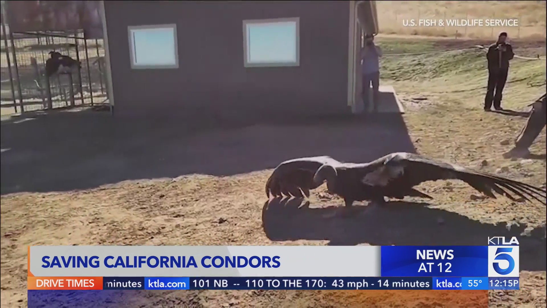 Program aims to save California Condors – KTLA