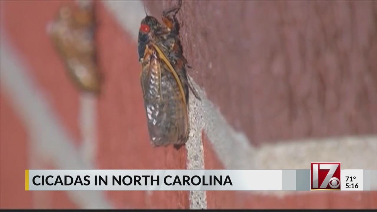 Cicadas to hit 200-year high in North Carolina this spring – CBS17.com