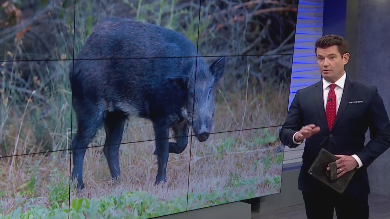 ‘Sad and devastating’: Austin teacher raises money to stop hogs from ...
