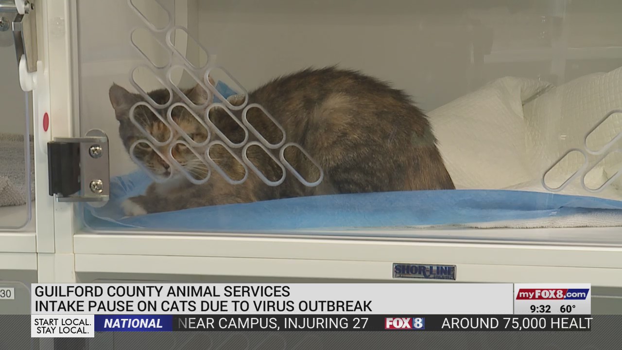 Guilford County Animal Services pausing intake on cats due to virus ...