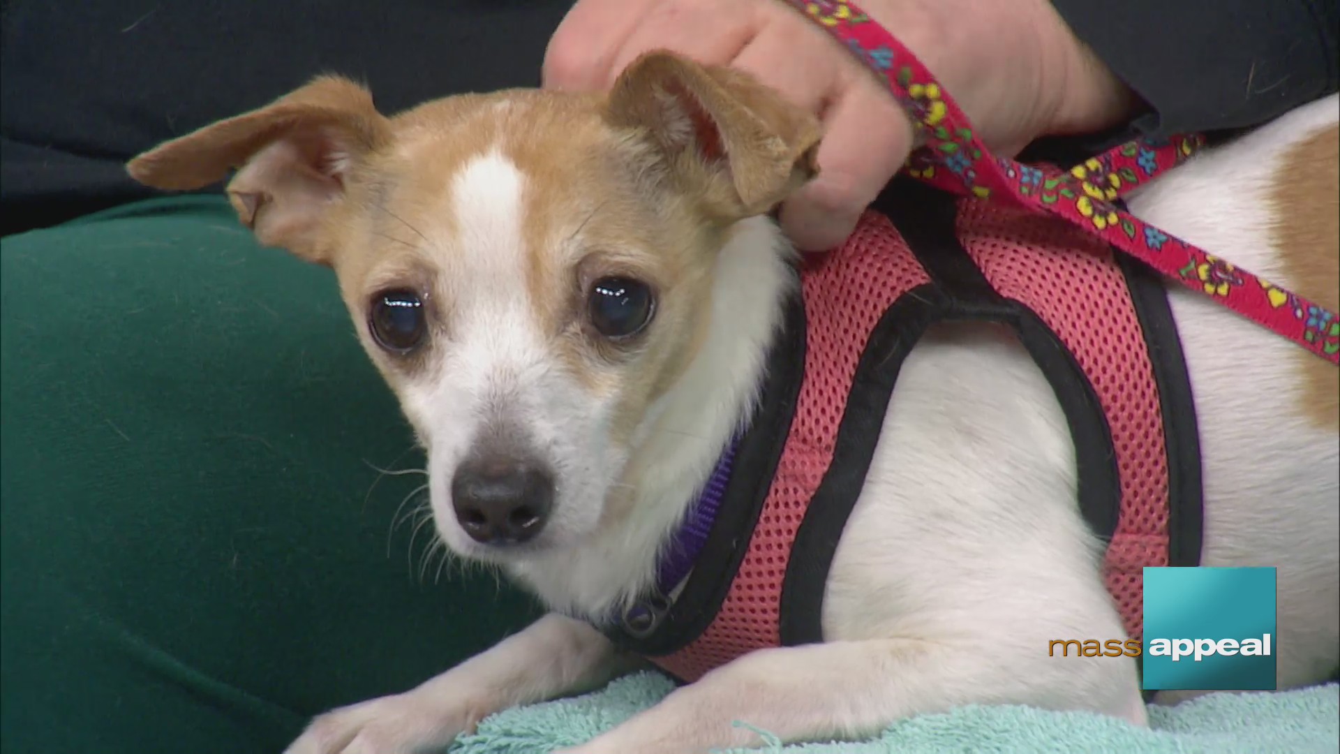 Mass Appeal Pet of the Week: Meet Chispo! – WWLP