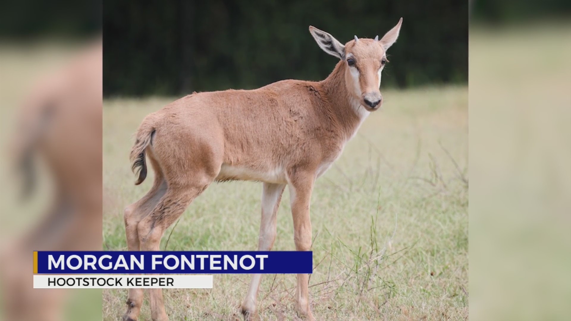 Bontebok calf makes debut at Nashville Zoo – WKRN News 2