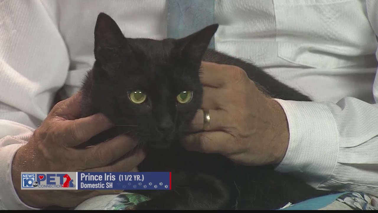 Prince Iris – NEWS10 ABC