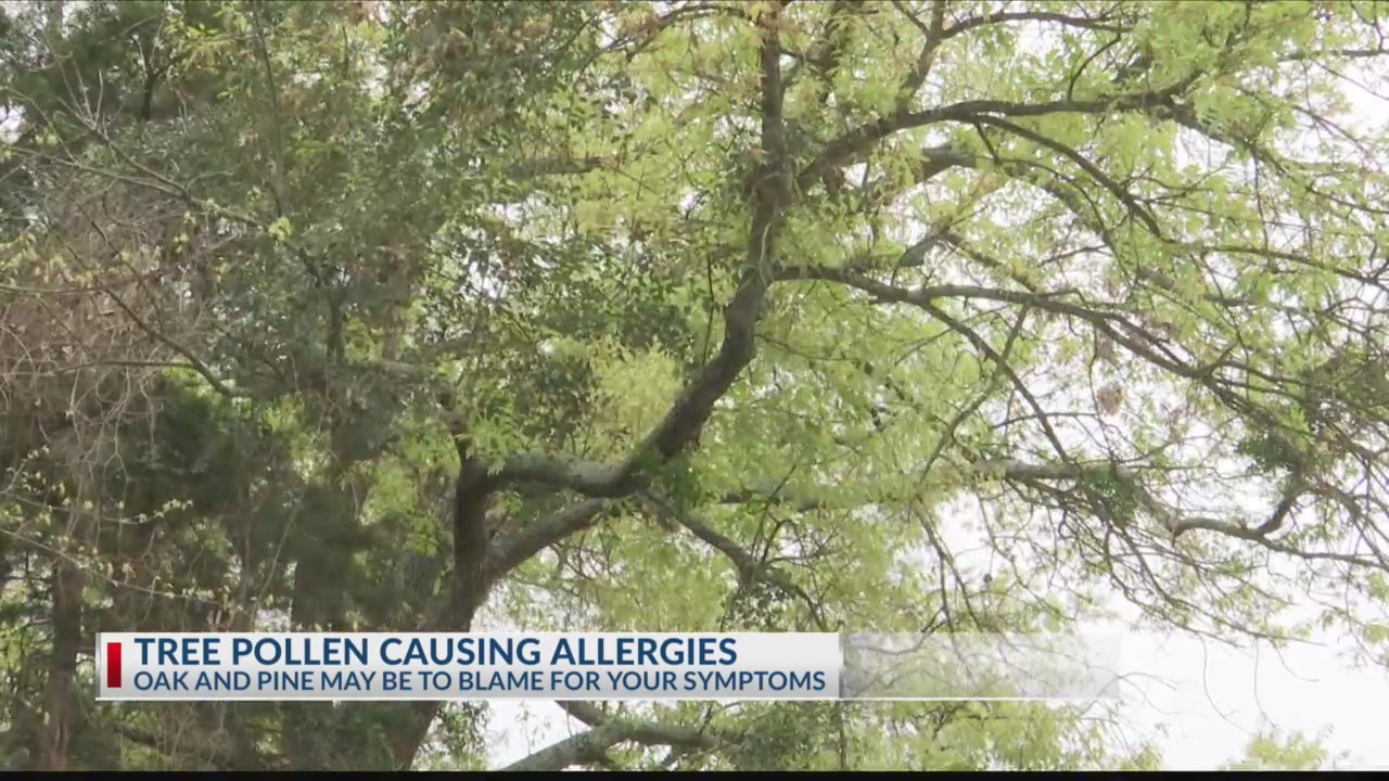 Here’s how the different types of pollen are affecting your allergies – KETK.com | FOX51.com