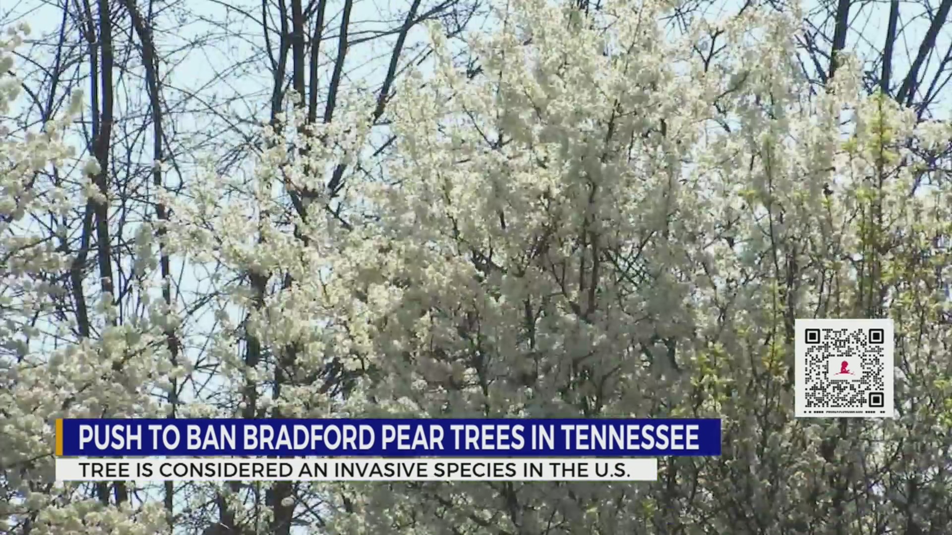 Push To Ban Bradford Pear Trees In Tn Wkrn News 2