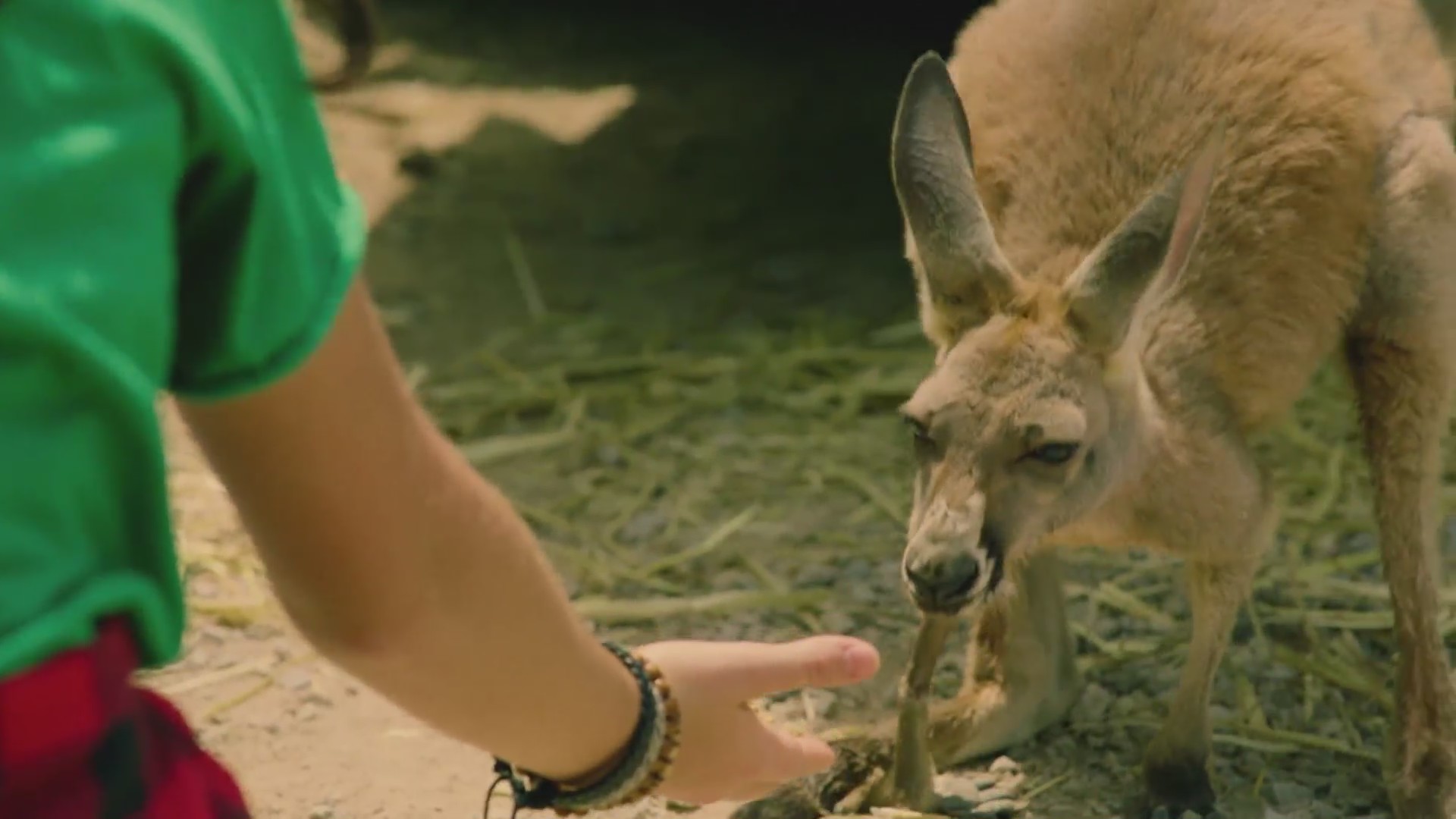 How this Father and Son Duo Created a Film With Kangaroos – KHON2