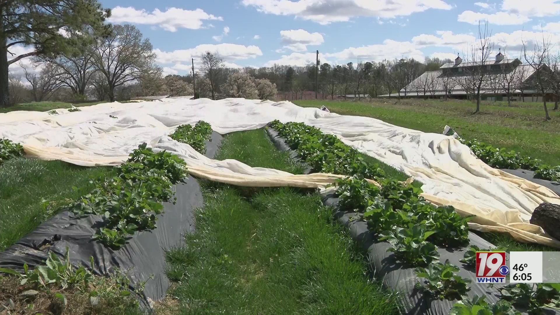 Freezing Temperatures Could Kill Crops | March 18, 2024 | News 19 at 6p ...