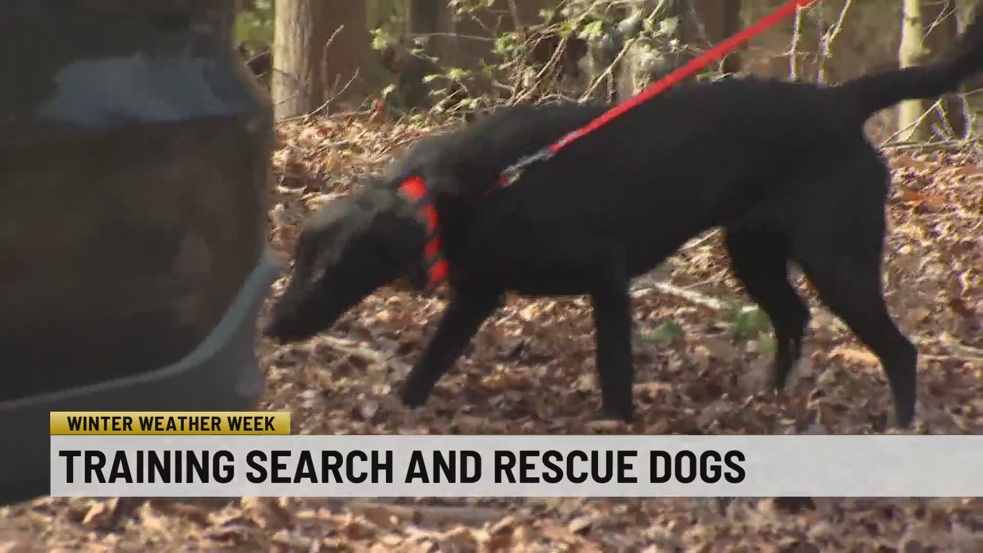 Winter Weather Week: Training search and rescue dogs – WSPA 7NEWS