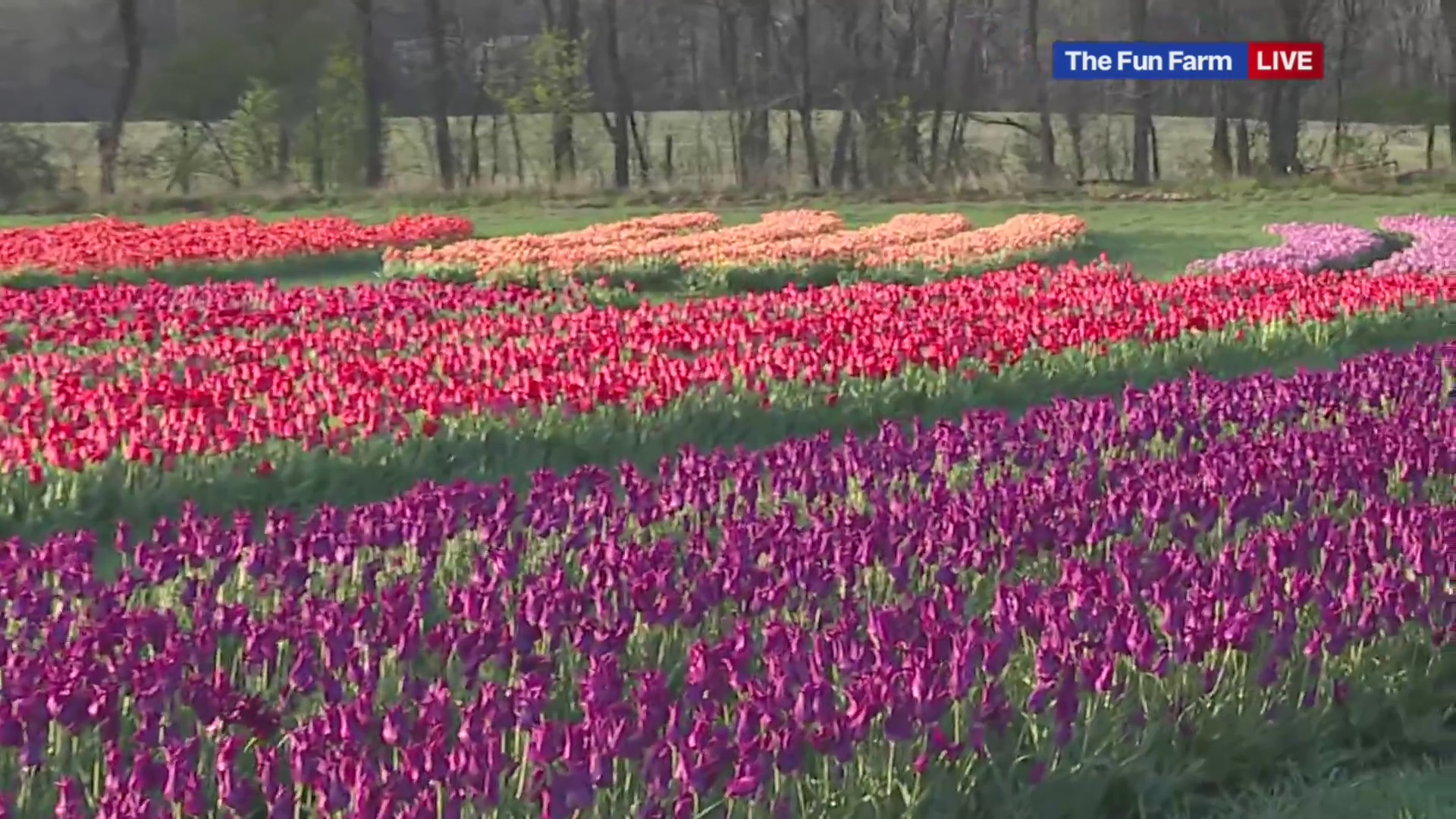 Millions of tulips set to bloom at Fun Farm Tulip Festival in Kearney ...