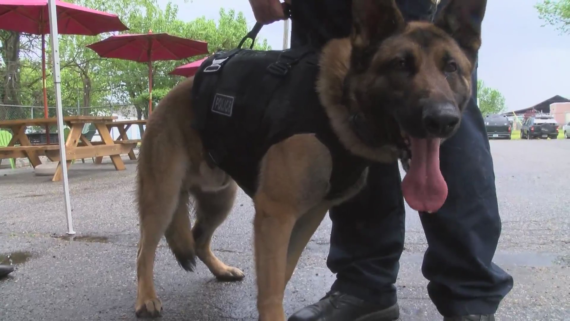 Portsmouth police K9’s to receive custom ballistic vests – WAVY.com