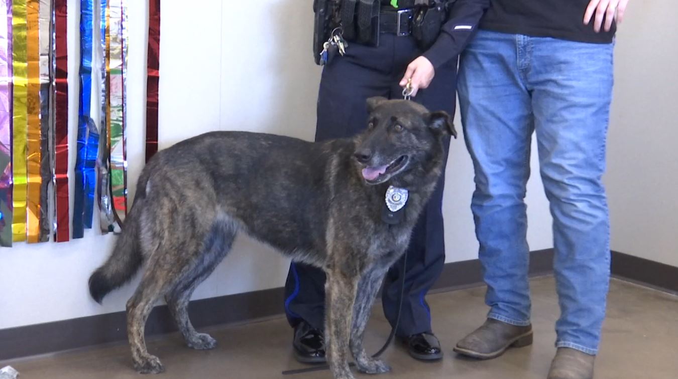 Two K-9 officers retire from the Goose Creek Police Department – WCBD ...