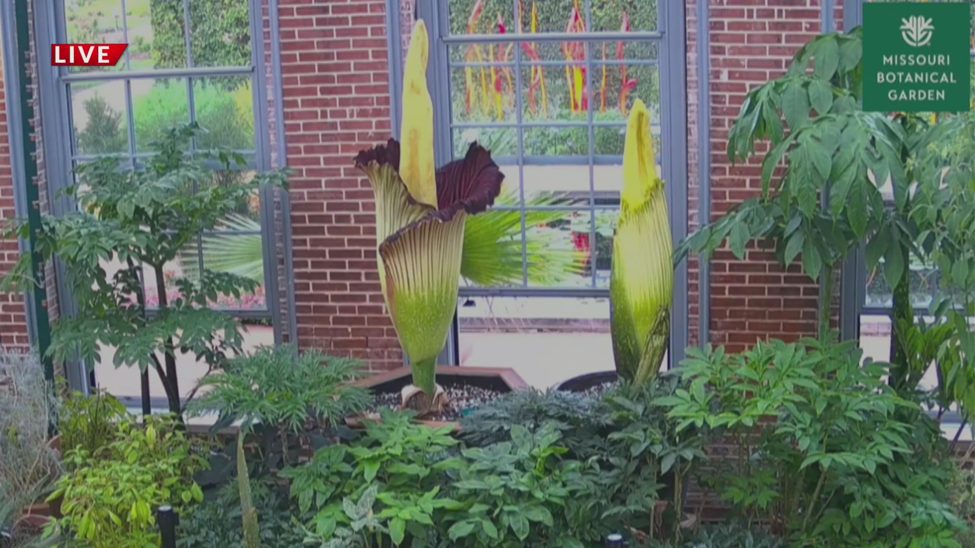 Free viewing of ‘corpse flower’ starts today at Missouri Botanical ...