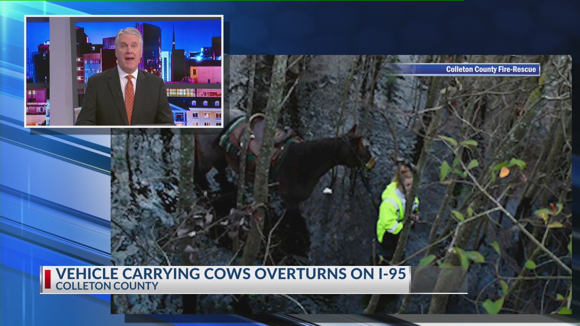Over 35 cows escape from cattle trailer truck fire that closed portions ...