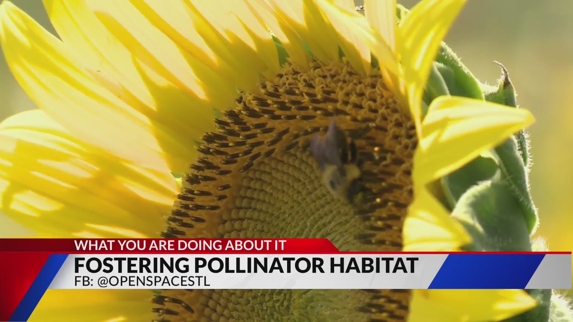 Maintain a pollinator garden with the St. Louis Open Space Council – FOX 2