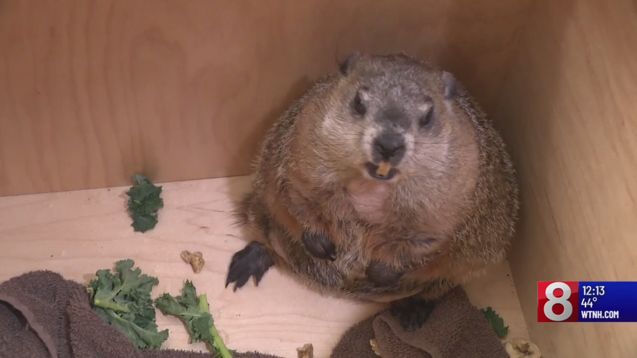 Early spring or longer winter? Connecticut’s official groundhog makes ...